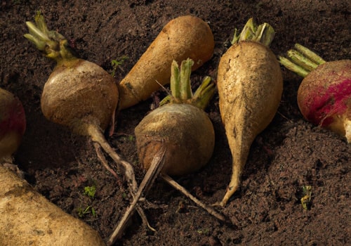 3 Crops That Can Grow in Poor Soil - Survivior - How to survive a ...